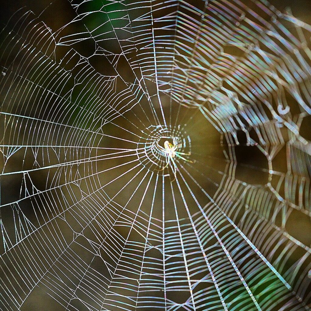 “Geometria da Natureza” - DMA Notícias!